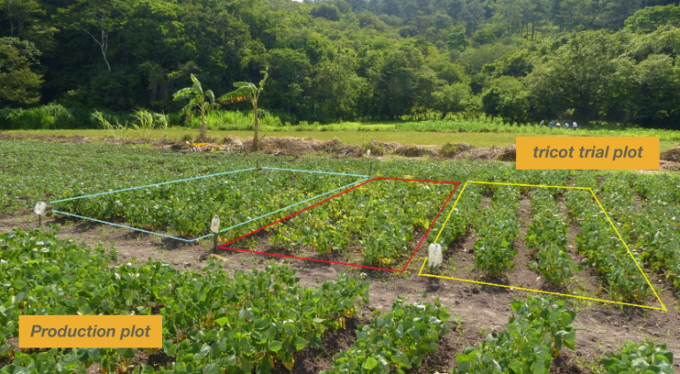 Grower – ClimMob Documentation